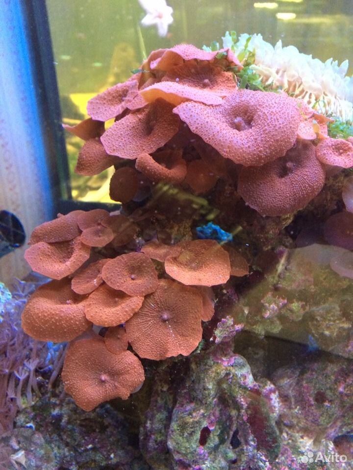 Мягкие кораллы Дискосомы