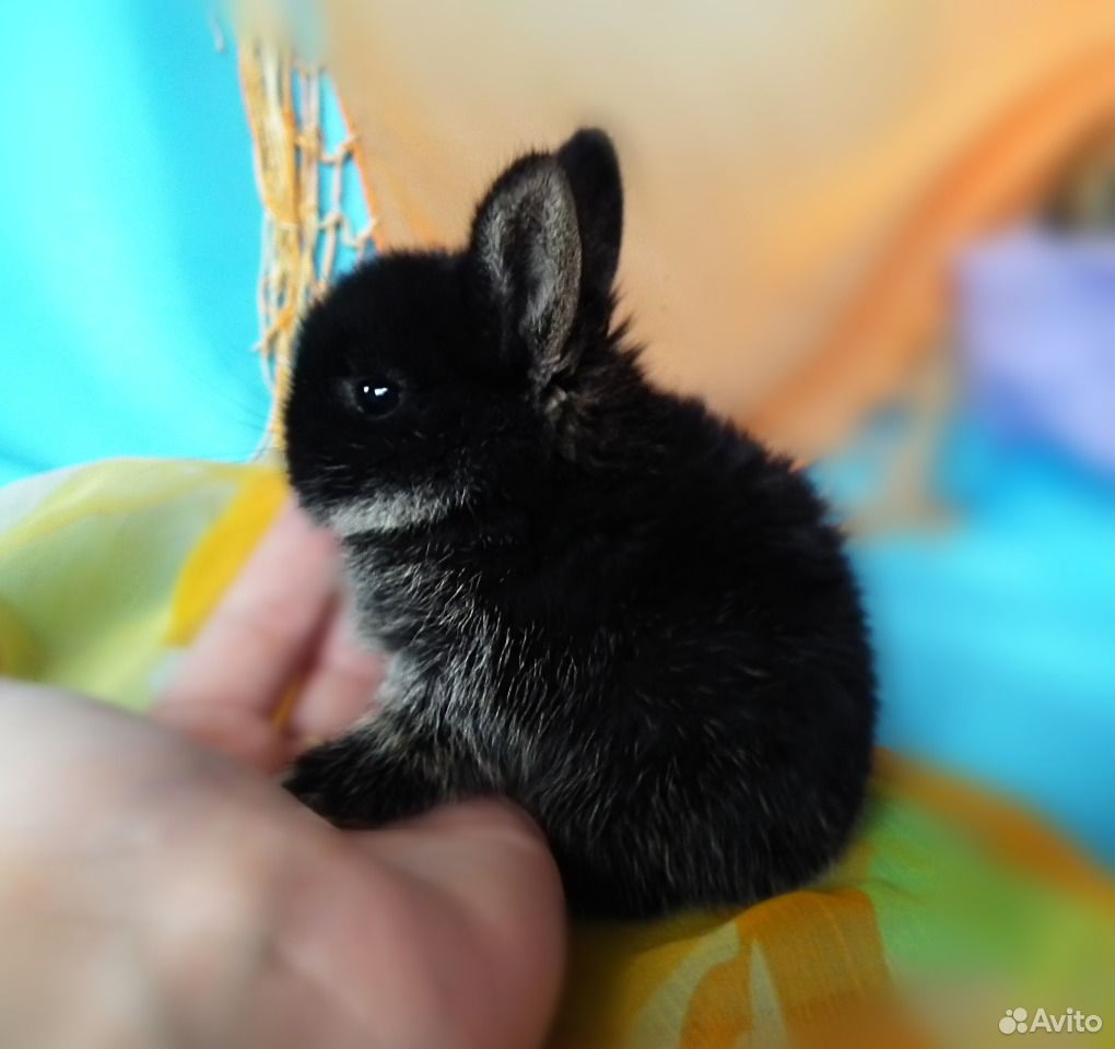 Сладкий крольчишка