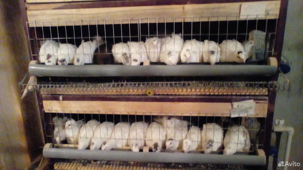 Несушки перепелки