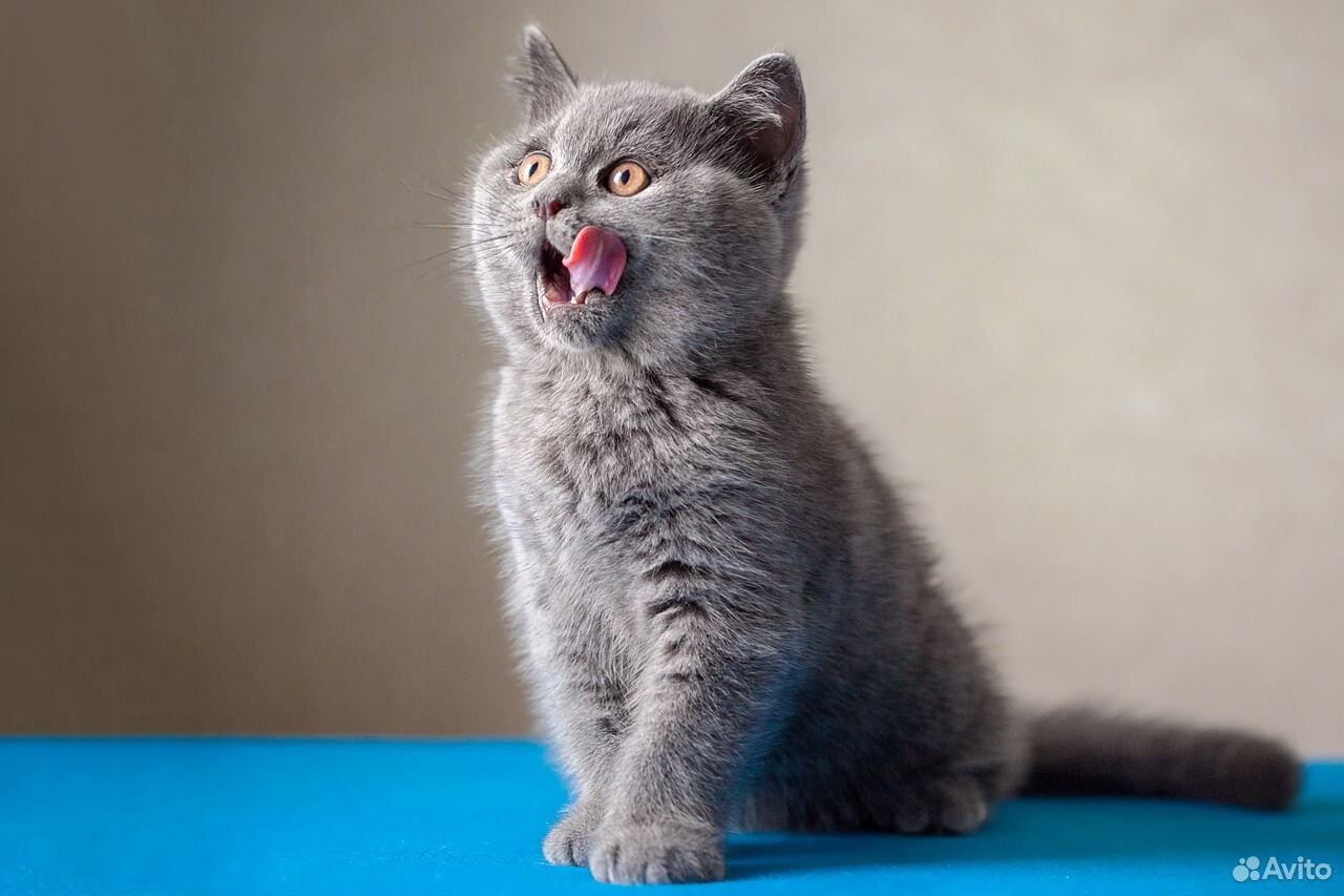 Британский супер кот Филипп