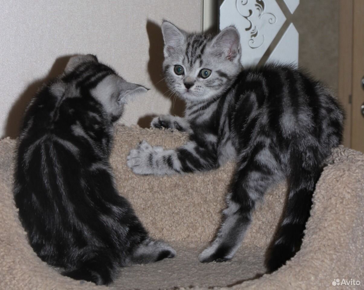 Супер элитные мраморята от кота из Чехии