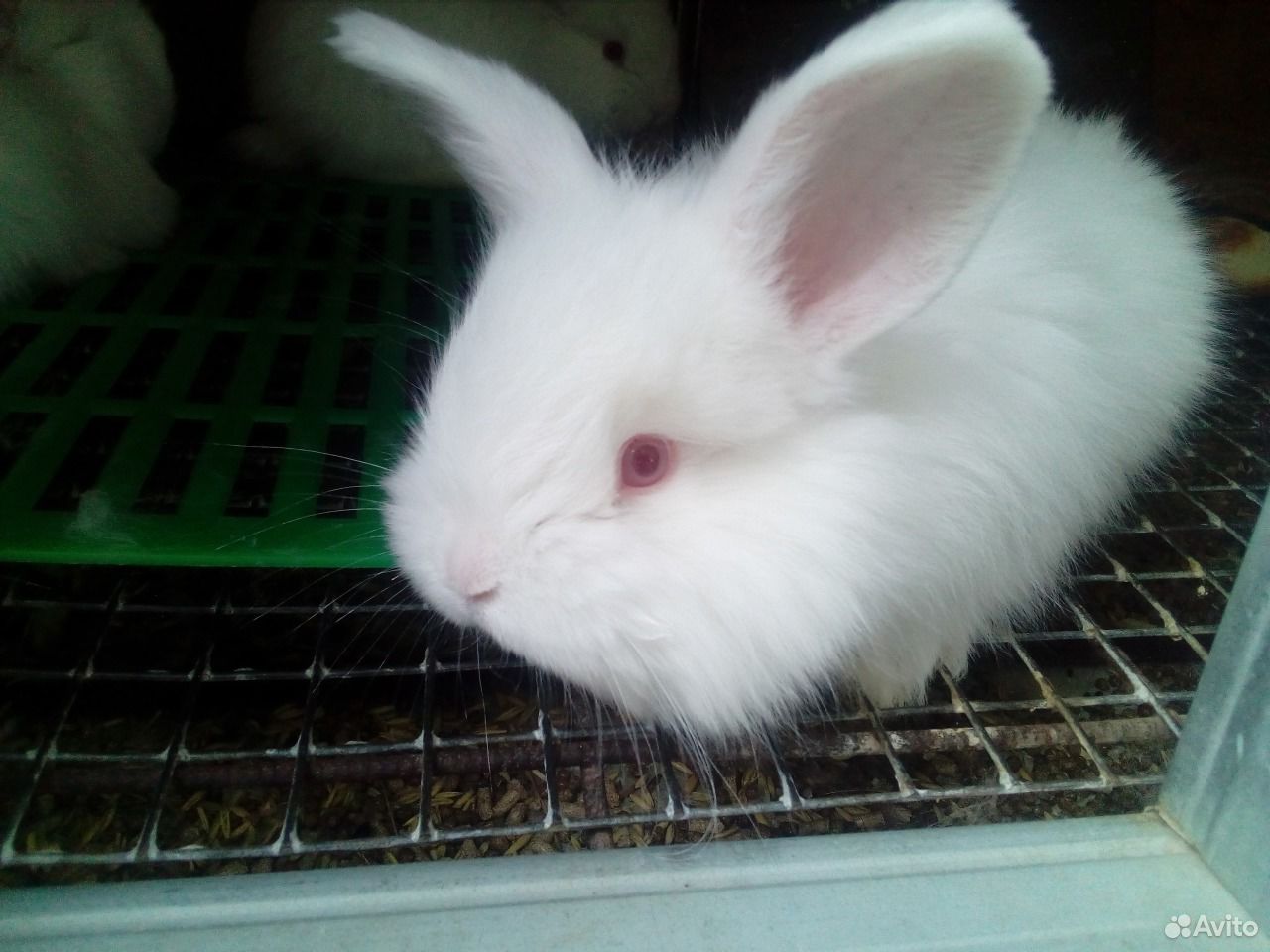 Белые и чёрные пуховые кролики