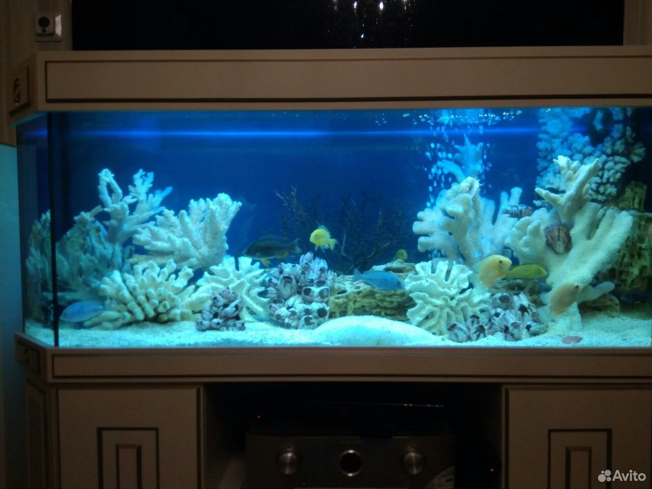 Ваш личный аквариумист