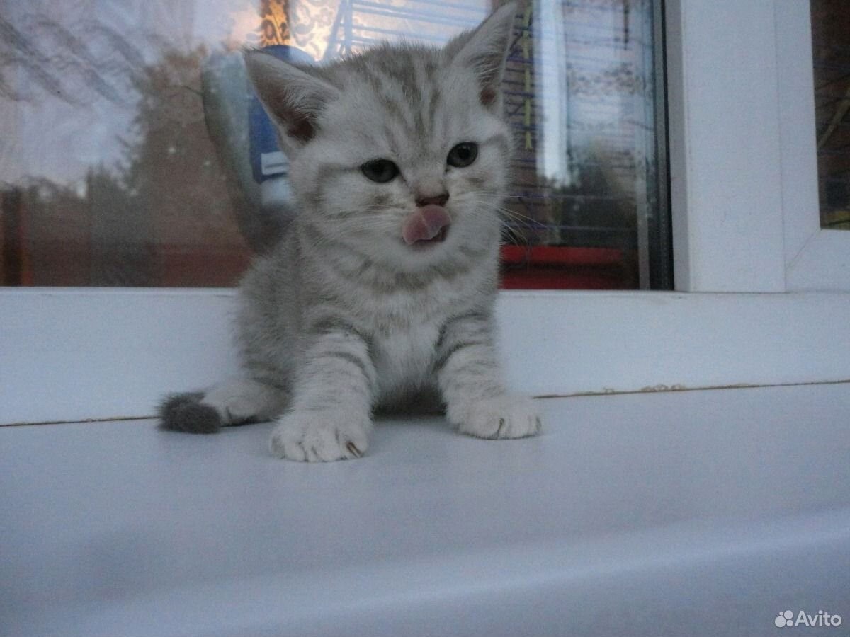 Продам снежных британских котят