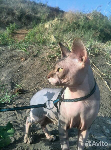 Вязка канадский сфинкс