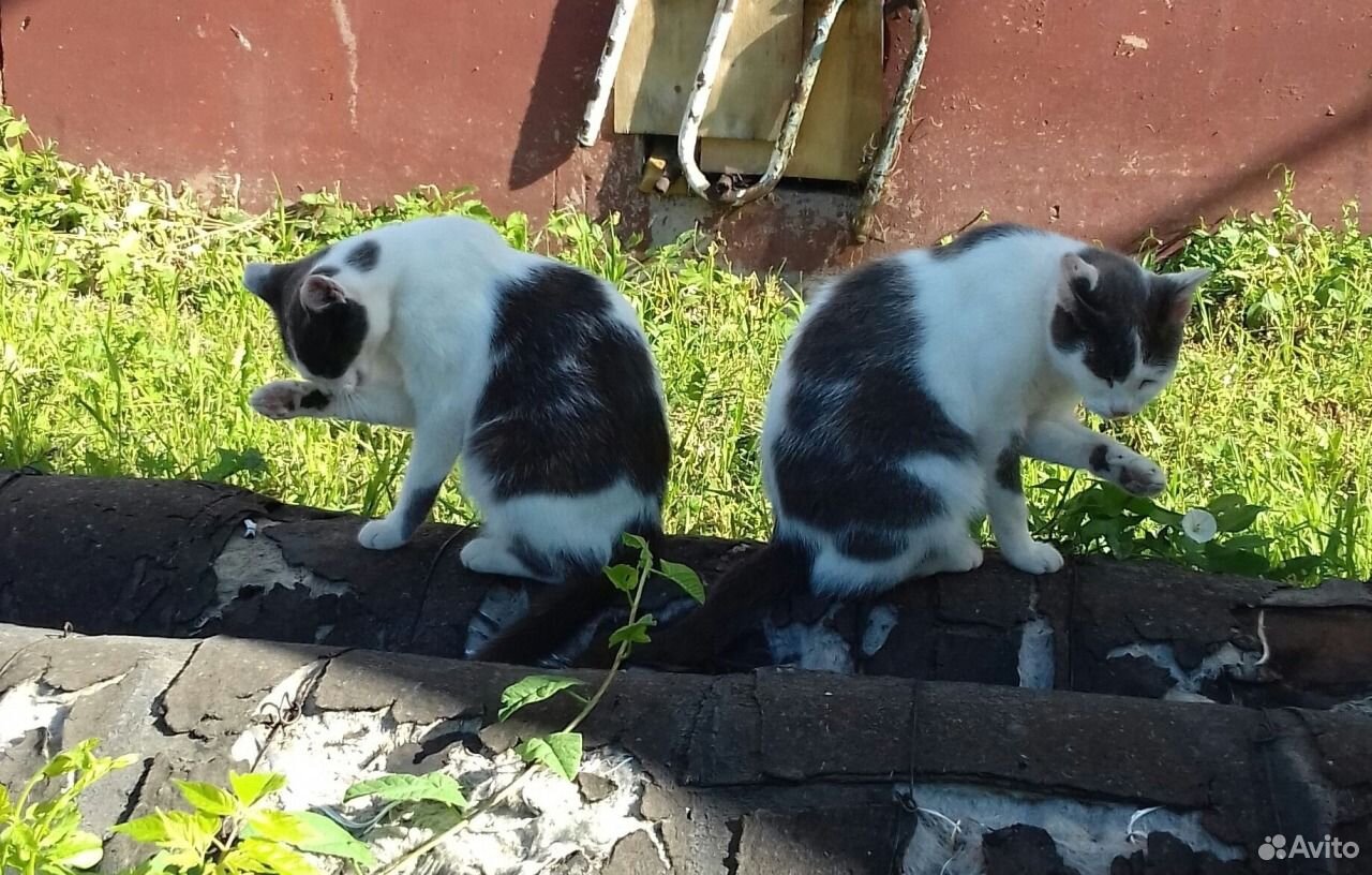 Лолита Стеша