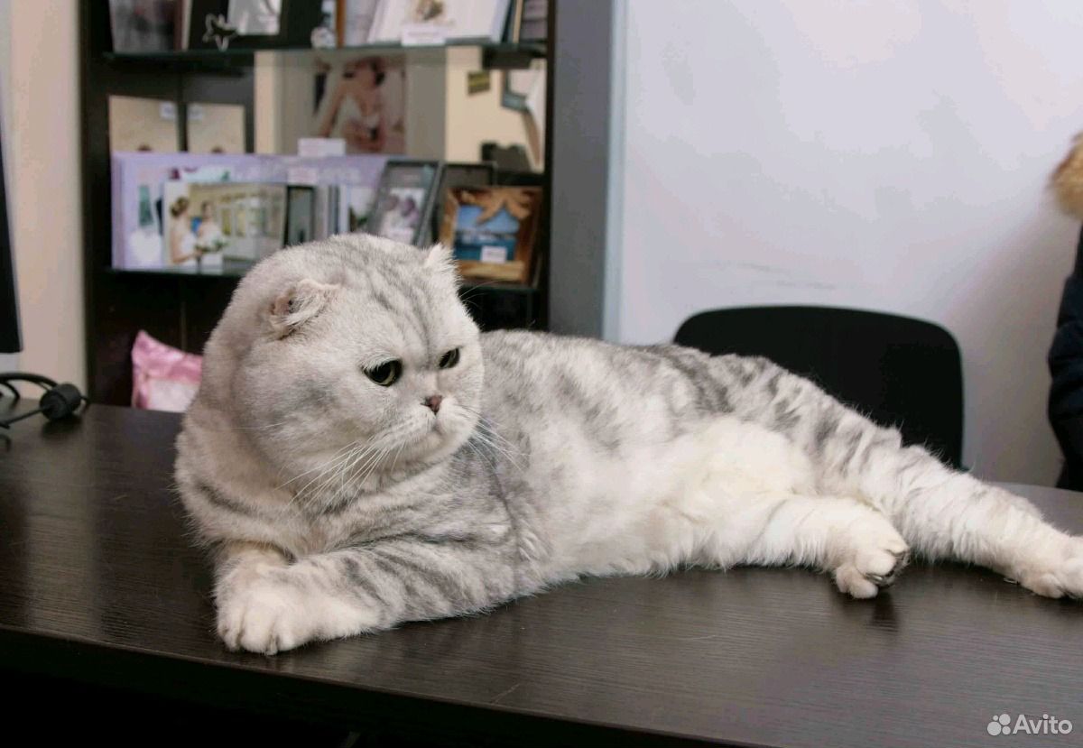 Вислоухий серебристый для вязки/есть котята