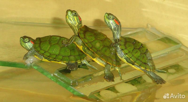 Черепашка красноухая