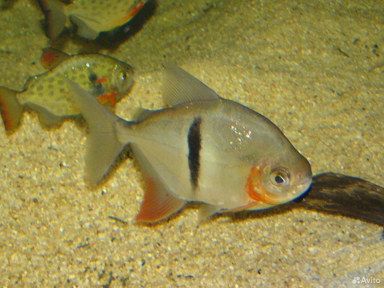 Милеус ленточный