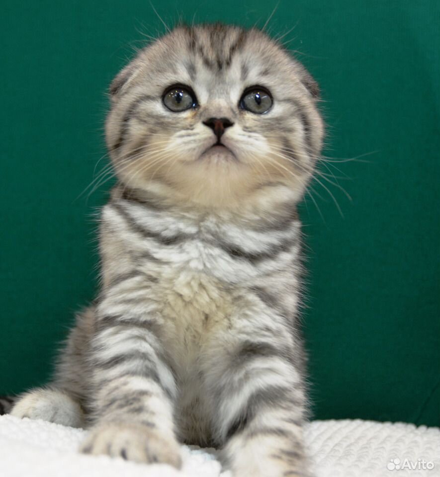 Яркие представители породы