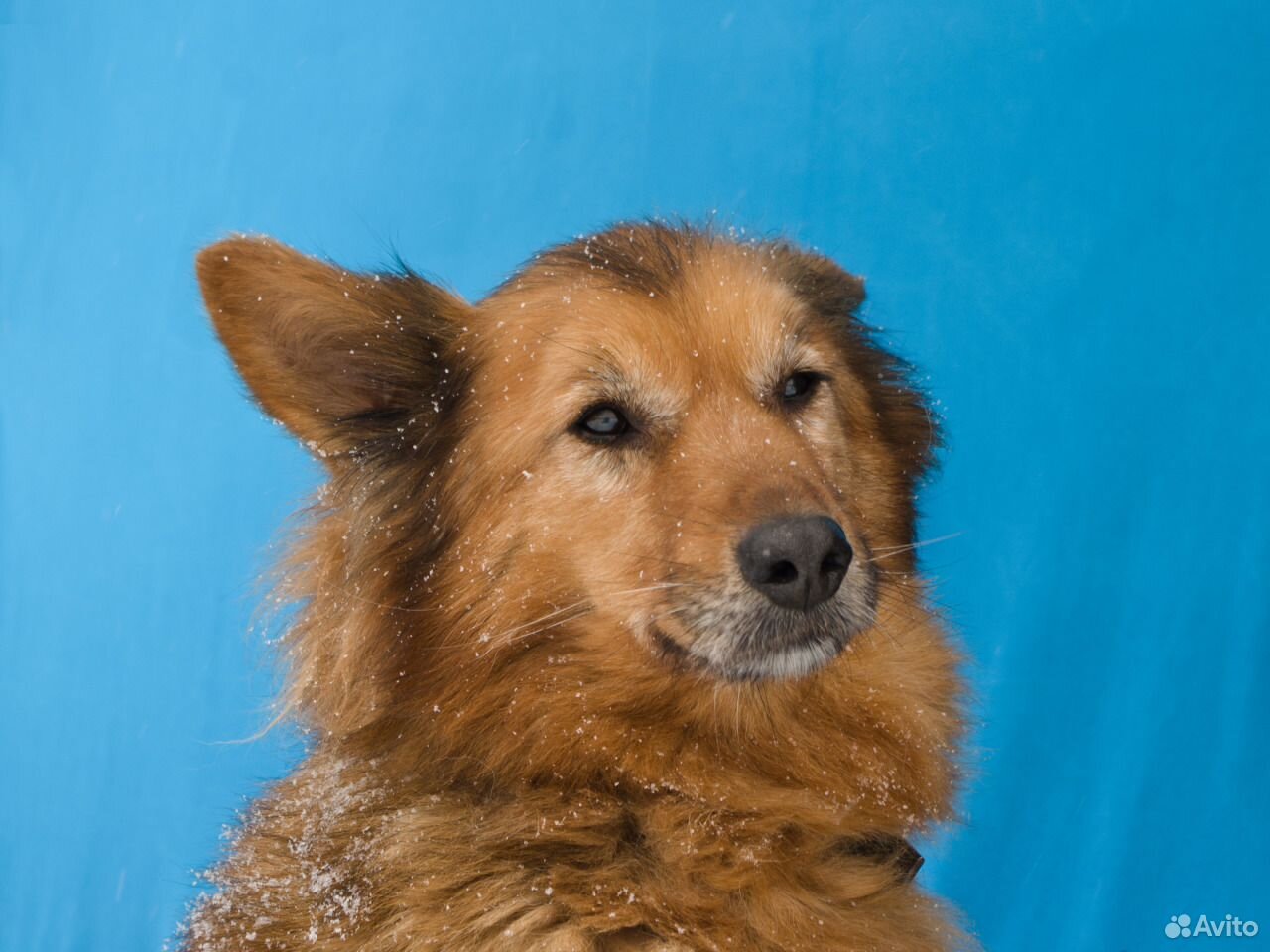 Рыжик ищет свою семью