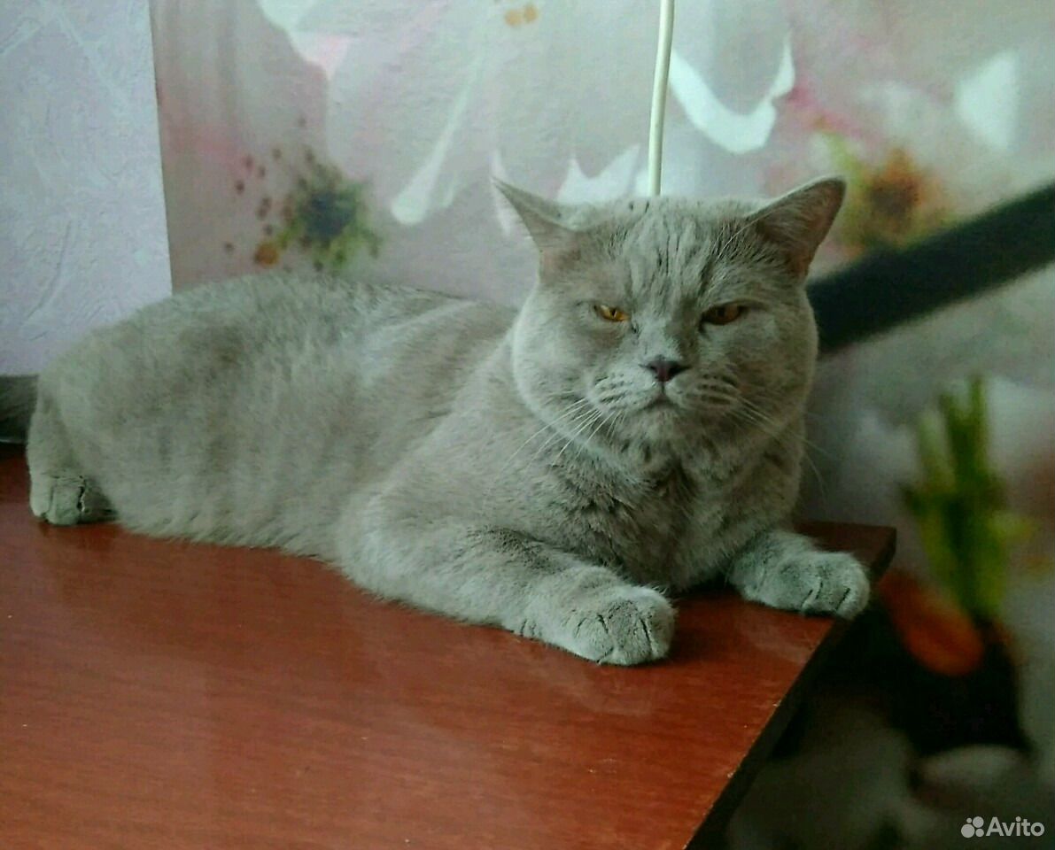 Шотландский кот для вязки