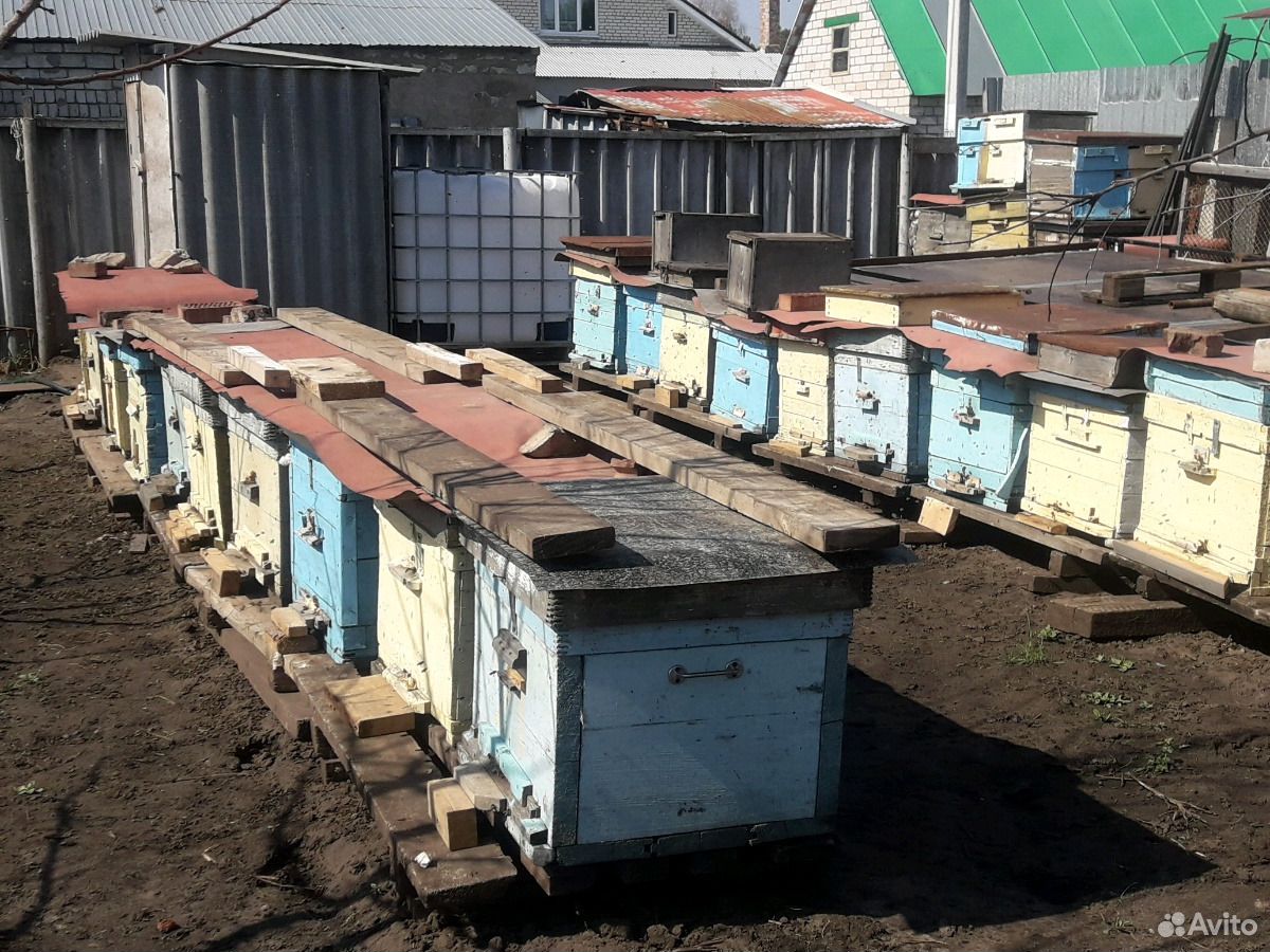 Пчелосемьи