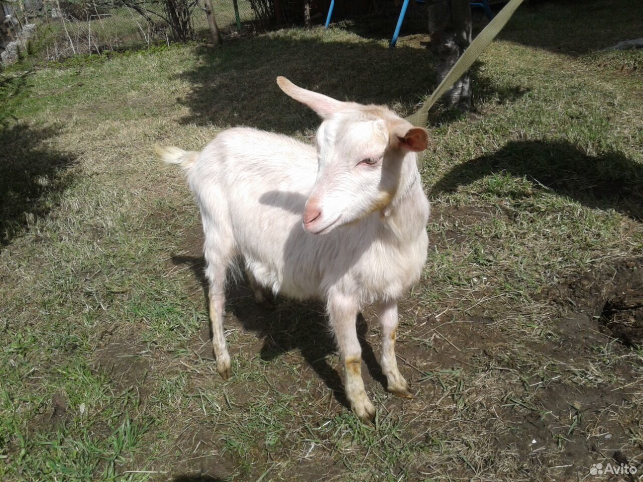 Козы зааненские