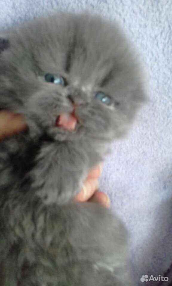 Шикарные лиловые персики