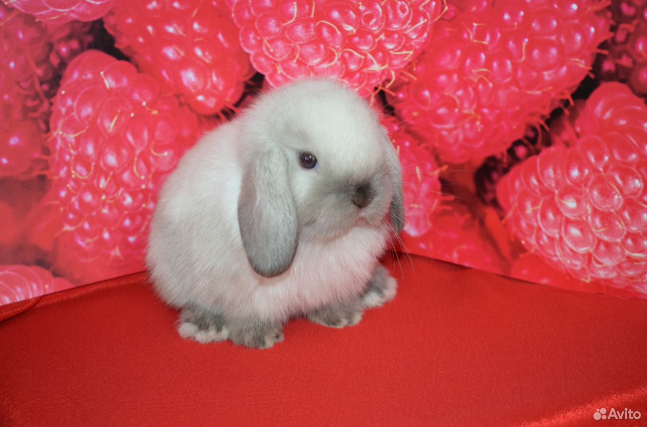 Декоративный кролик Сиамский окрас. Питомник
