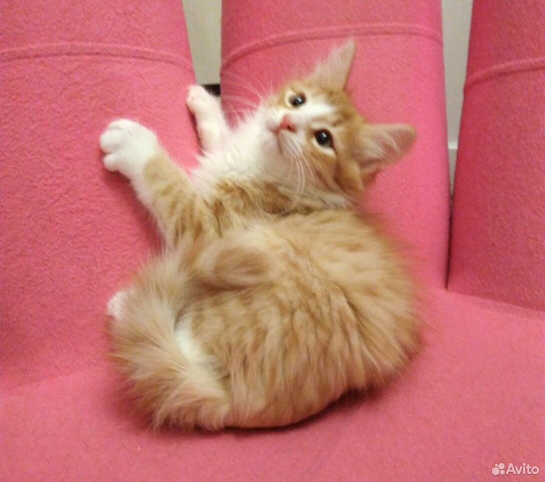 Обаятельный рыжий котенок