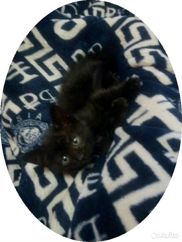 Котенок - черный Малыш в хорошие руки