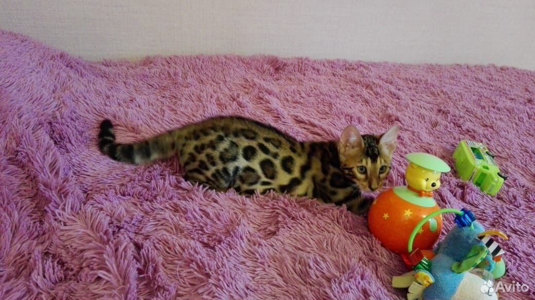 Продам котёнка Бенгала 6 мес