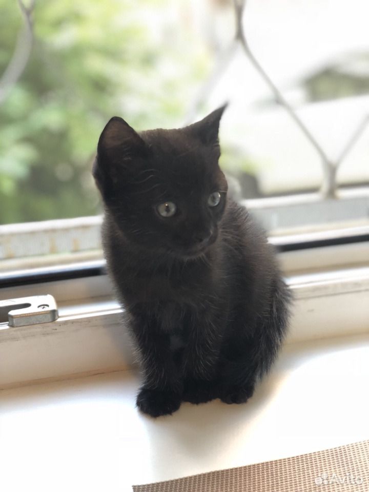 Котёнок