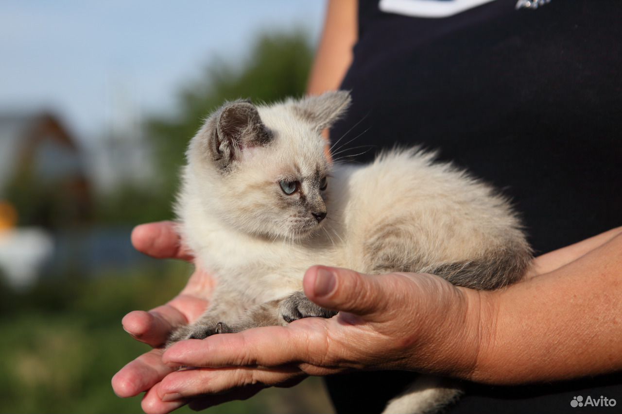 Кошечка 6 недель в добрые руки