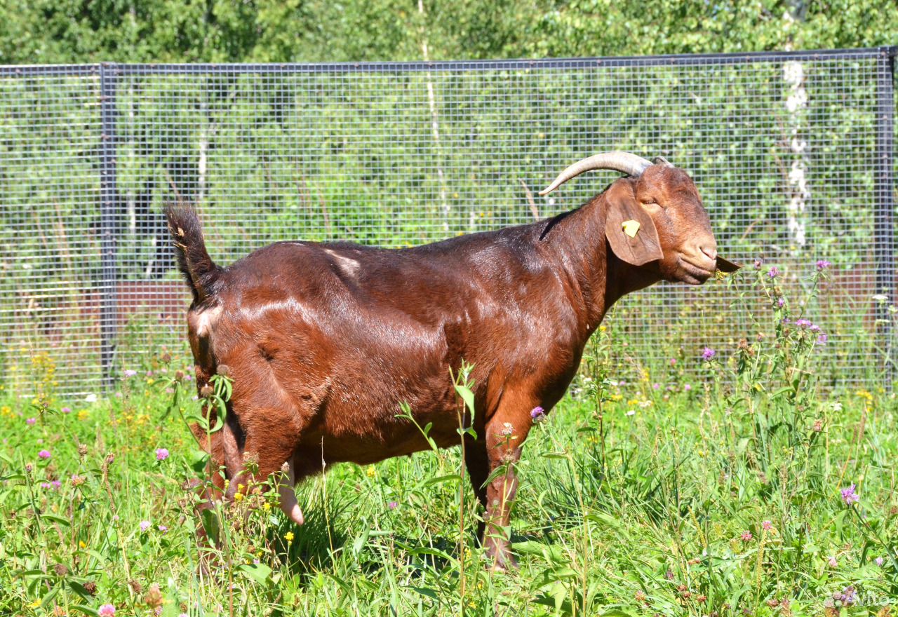 Калахарские красные козы