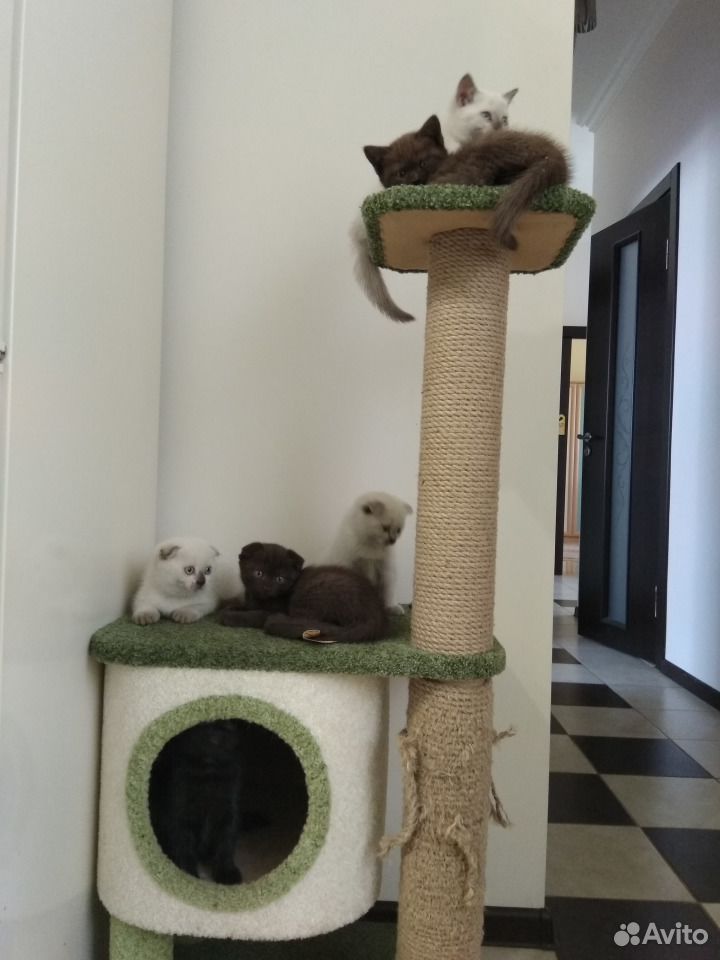 Шотландские котята