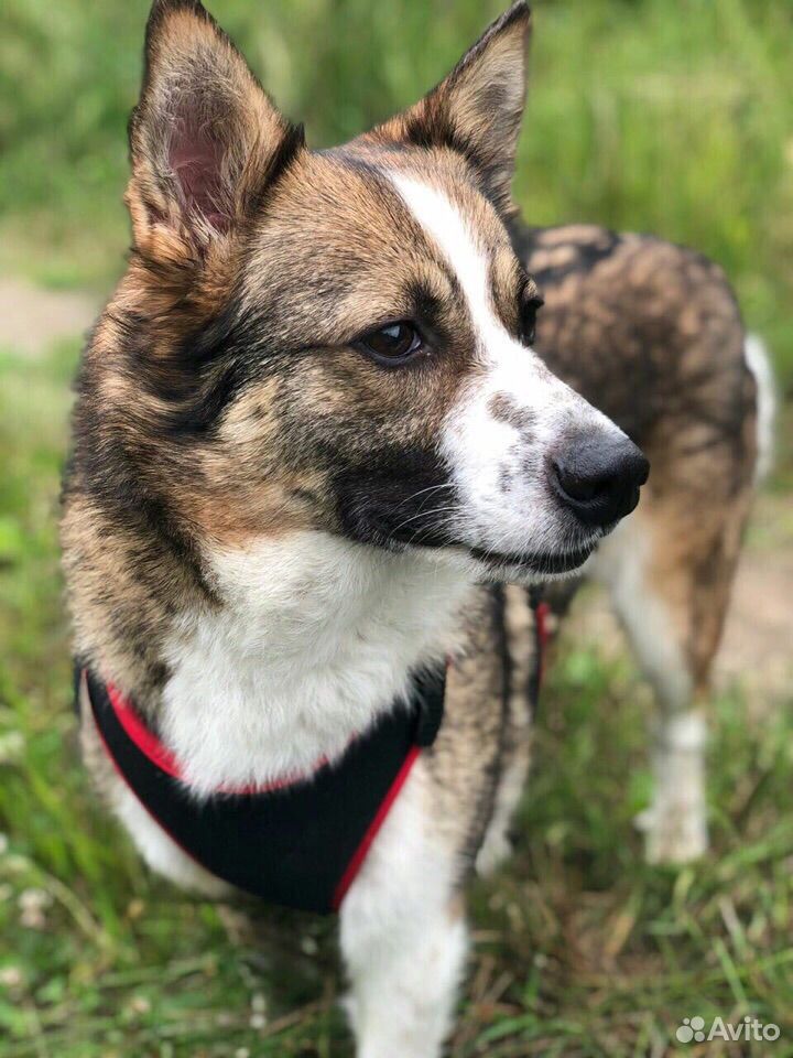 Олимпия пиу