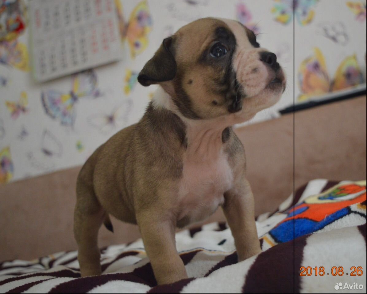 Не бульдог(булли)