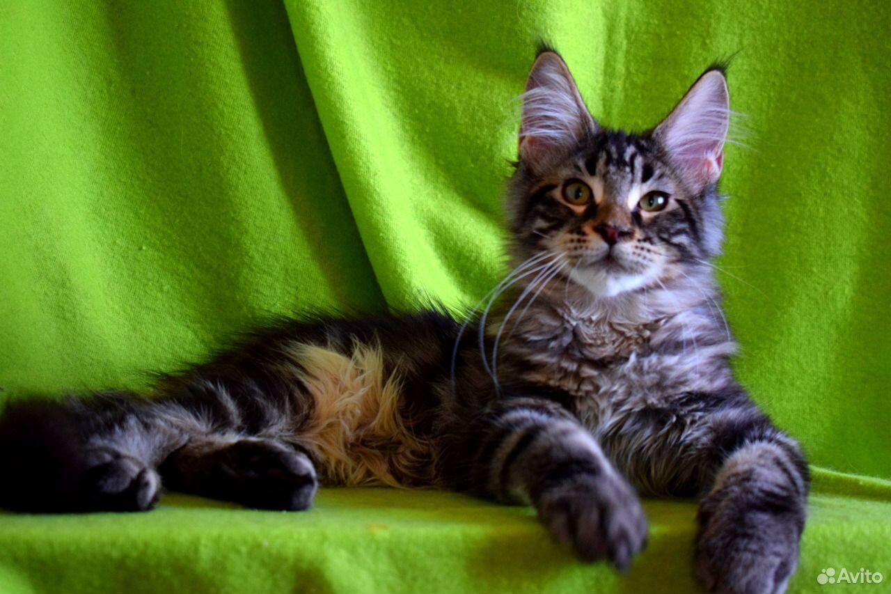 Котик мейн кун Найк