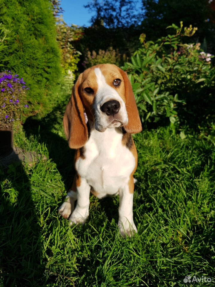 Девочка щенок бигля