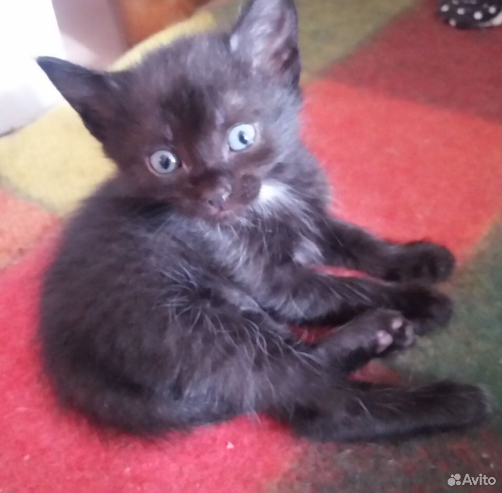 Черный пушистик-котик с благородной сединой