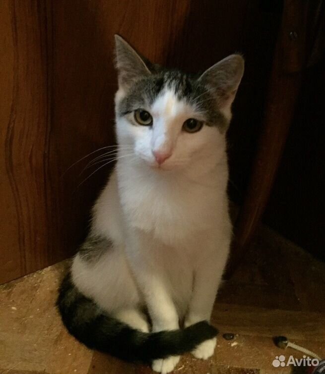 Котенок Зайка ищет дом