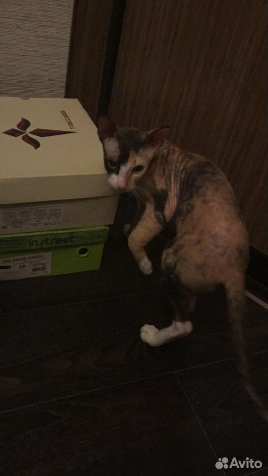 Кошечка бархатный сфинкс