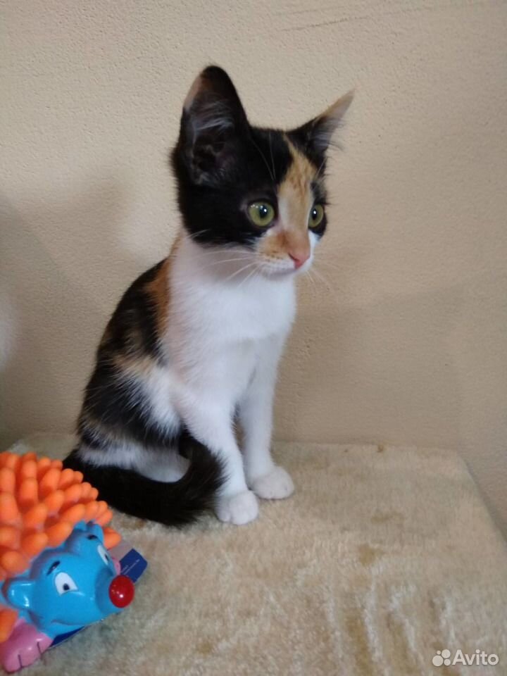 Милый которебенок ищет дом