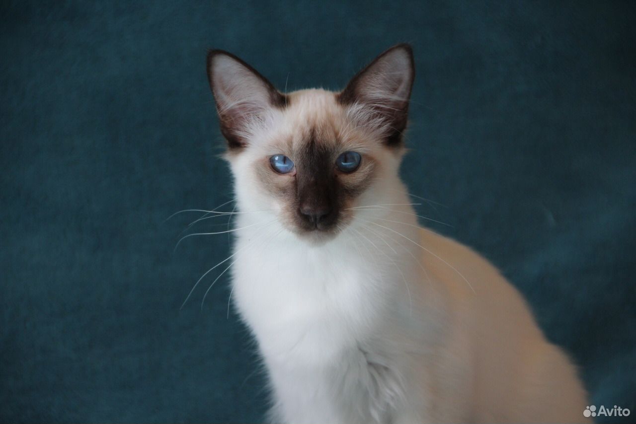 Котёнок балинез