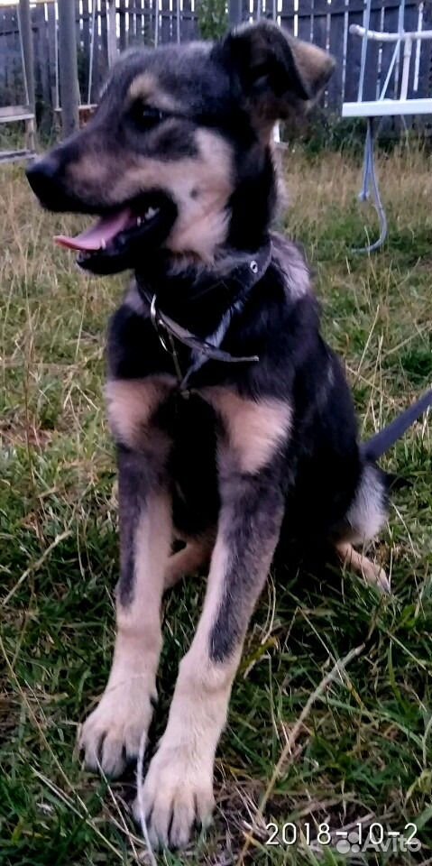 Овчаристый Малыш в дар