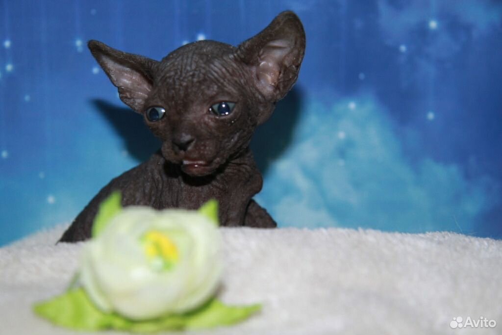 Канадский котик и его братишки