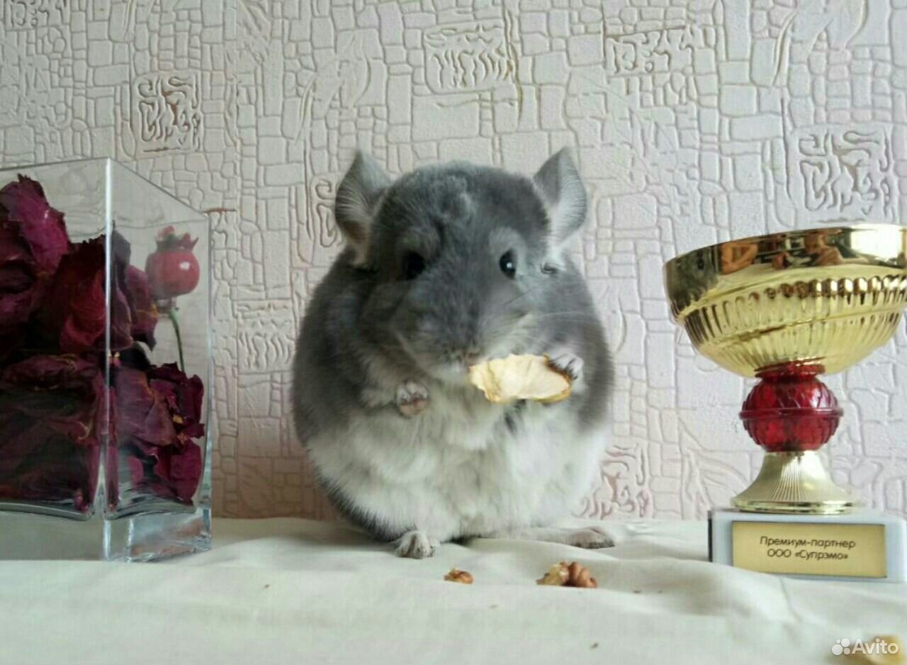 Покладистые шиншиллы для вашего ребенка