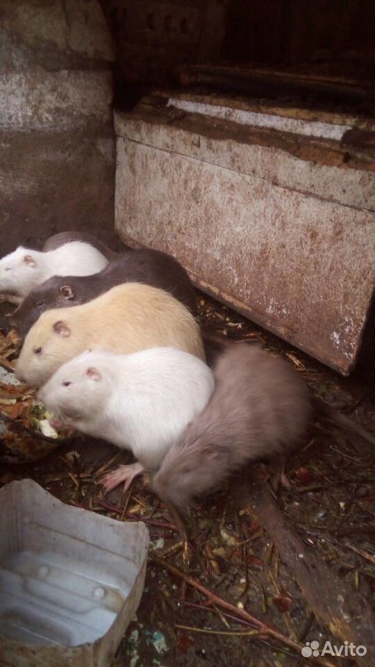 Продам нутрий