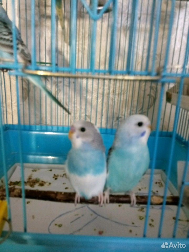 Волнистые попугайчики