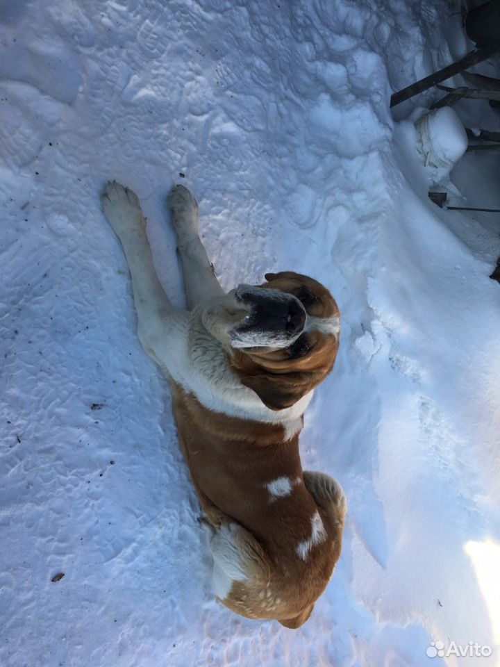 Сенбернар для вязки