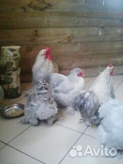 Инкубационное яйцо декоративных кур