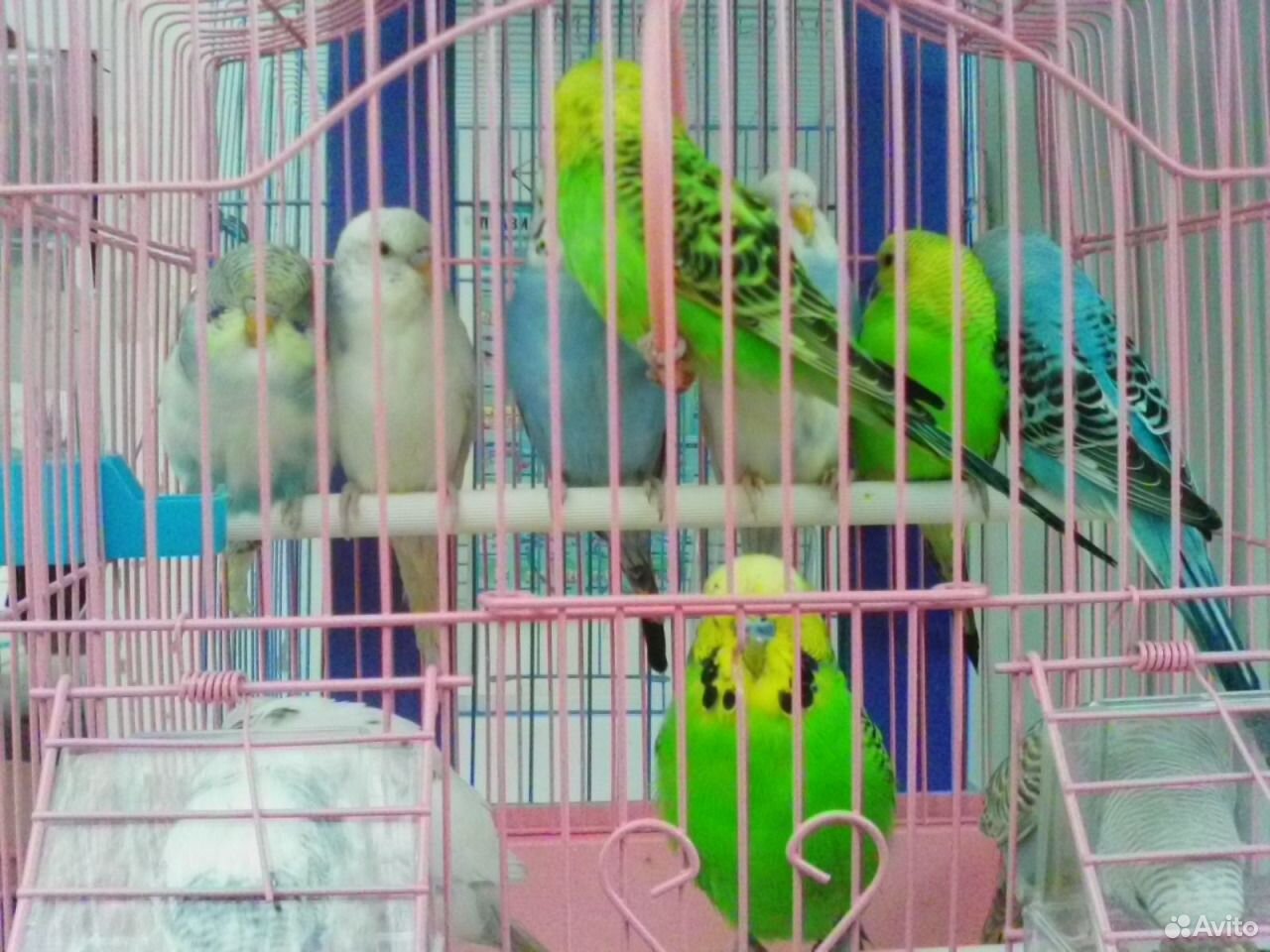 Попугайчики волнистые выставочные