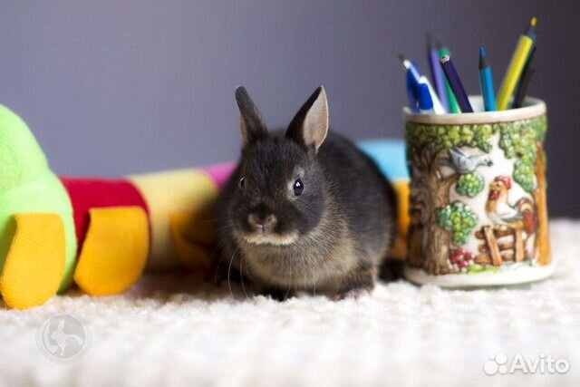 Бран - карликовый кролик минор, окрас черный оттер