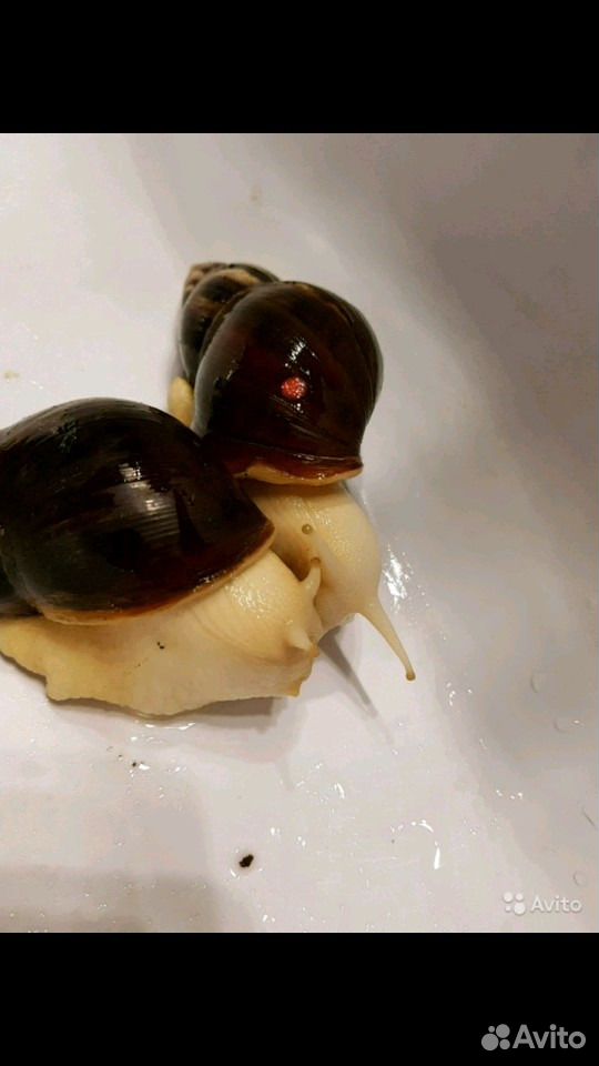 Улитки ахатины