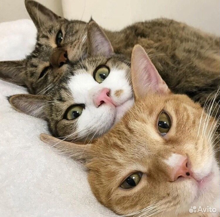 Кошки, котята, коты, стерилизованные, привитые