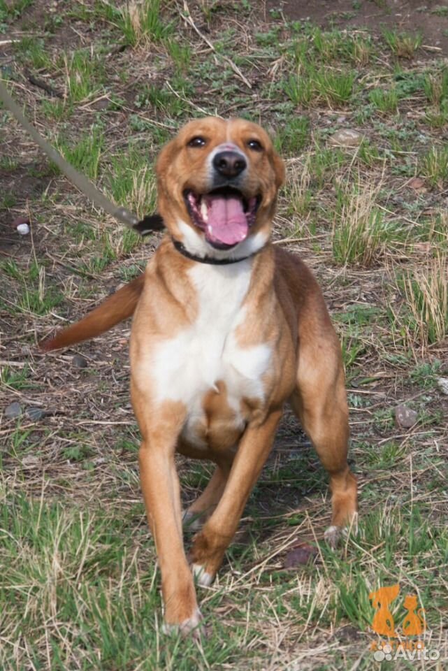 Собака Злата