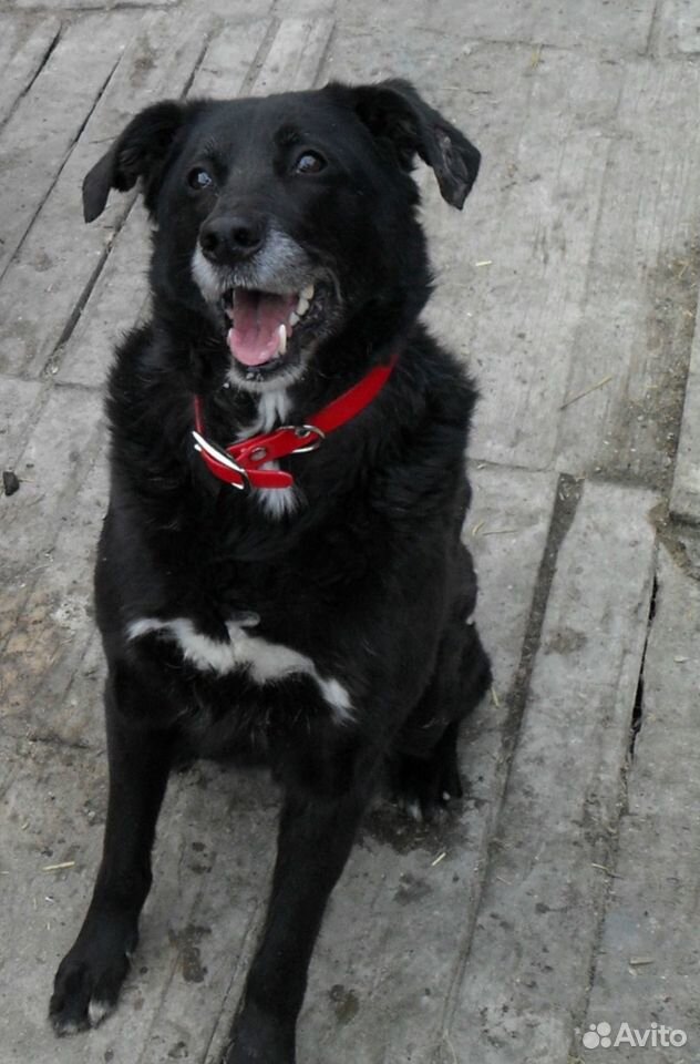 Пес Харитон в поисках семьи, отдам