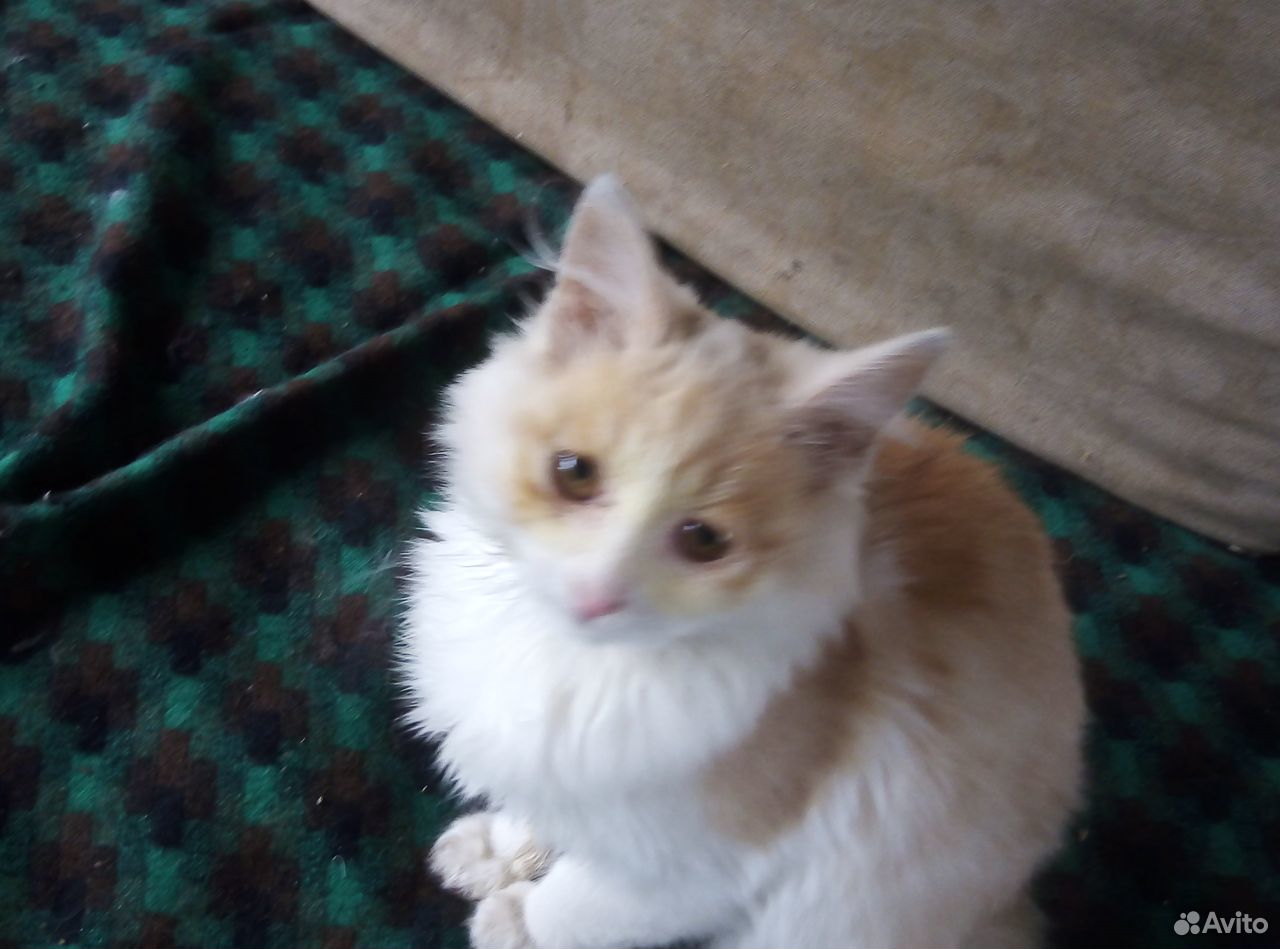 Котёнок Алиса